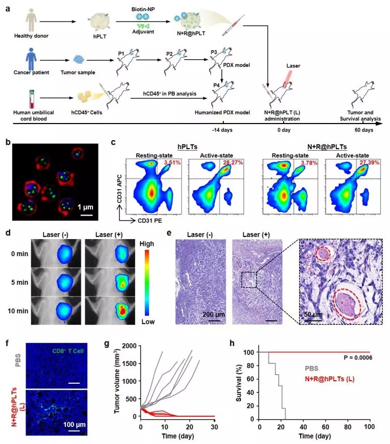 Antikancerogeni efekti u sofisticiranom modelu zasnovanom na humaniziranom mišu i PDX-u