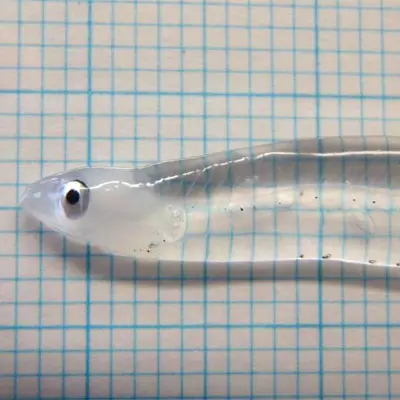 I-Leptocephalus, I-Transparent Eel Larva