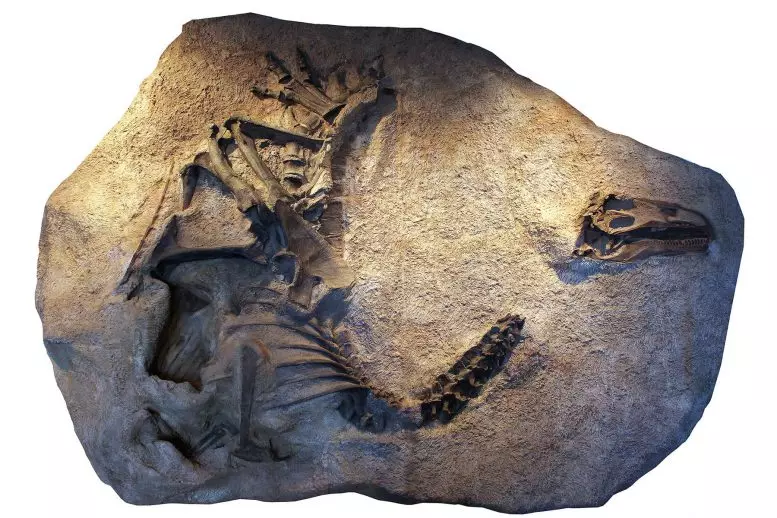 Allosaurus jimmadseni skelets un galvaskauss