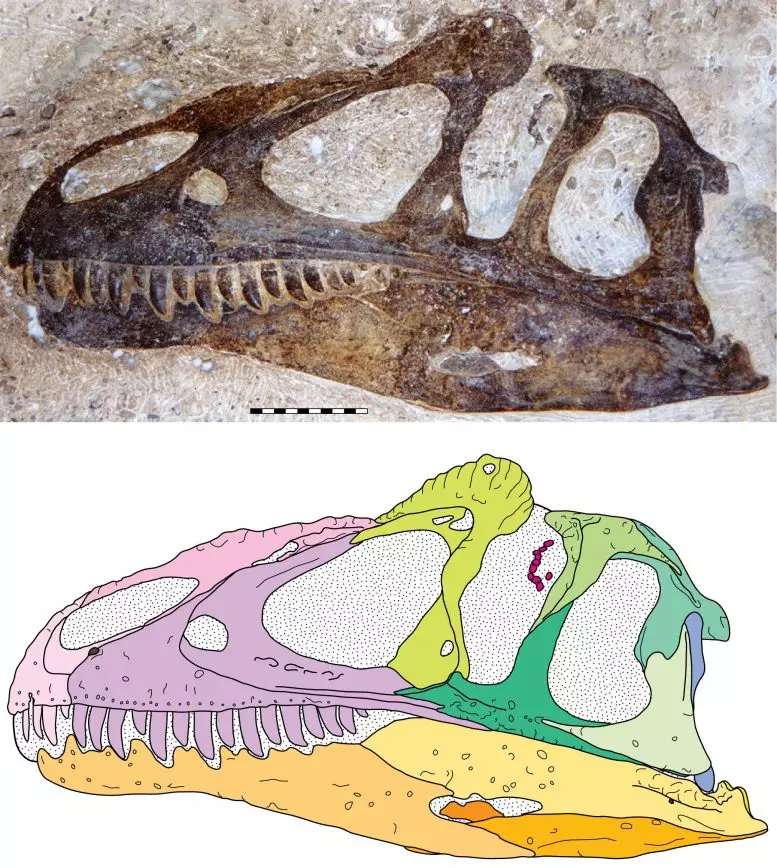 alosaurio jimmadseni cráneo