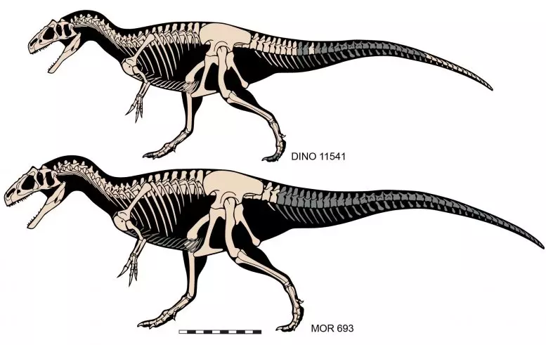 Allosaurus jimmadseni Esqueletos