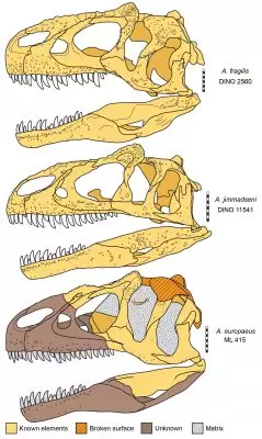 Comparación de tres especies de Allosaurus