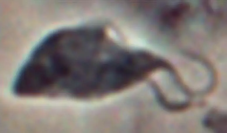 Meioz döwründe Trypanosoma öýjügi