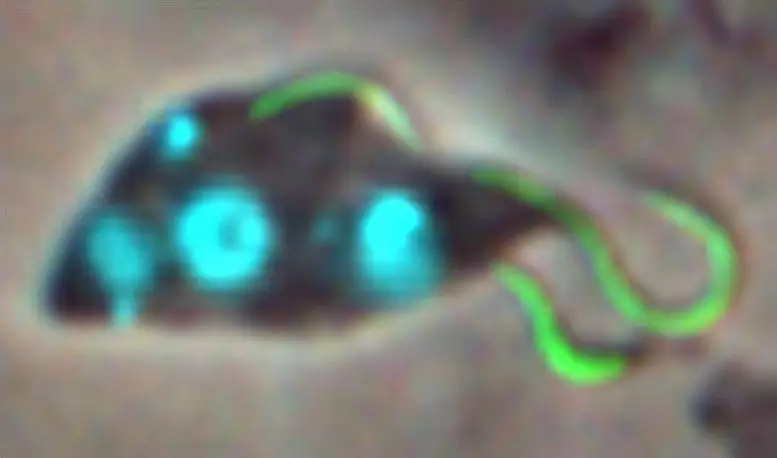 Trypanosome Cell N'oge Meiosis Na-emepụta Gamete Mbụ