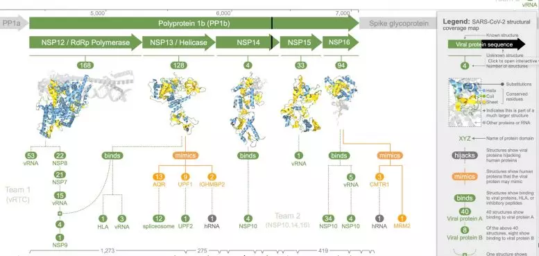 COVID-19 Protein Modeling Resource yn Aquaria