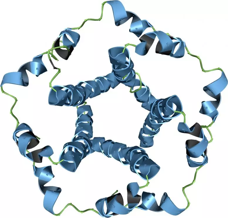 SARS-CoV-2 Inguratzaile Proteina