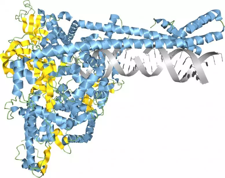 SARS-CoV-2 RNA Synthesis Compex