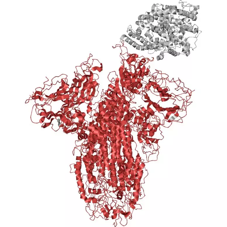 SARS-CoV-2 Spike Glikoproteina