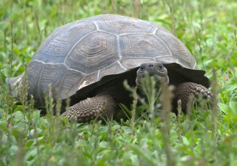 Tortoise Galapagos Islands