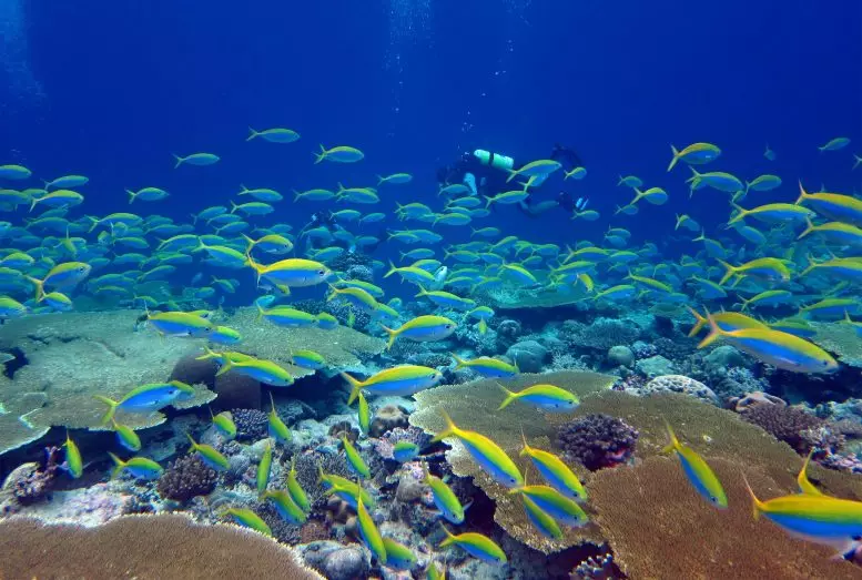 Peixe e mergullador nun arrecife