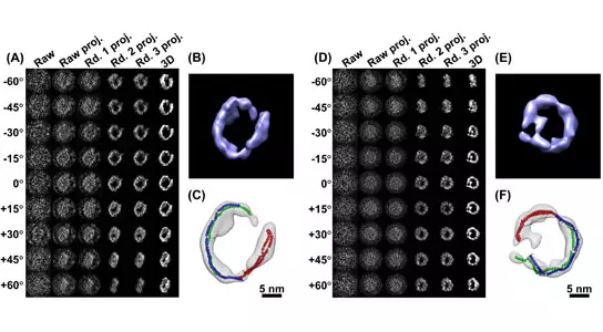 Imazhi 3-D i një proteine individuale