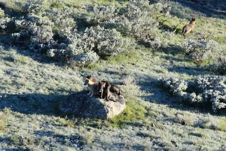 8 Mile Pack Wolf Pups