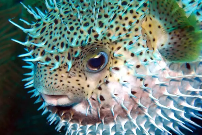 Taggig porcupinefish