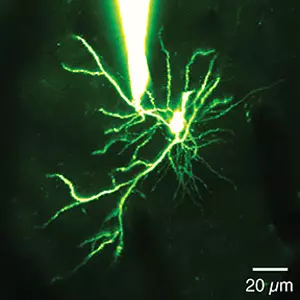 Awọn onimo ijinlẹ sayensi rii pe Dendrites Ṣiṣẹ Alaye Ṣiṣe Iṣeduro Imudara Didipo Agbara Iṣiro ọpọlọ