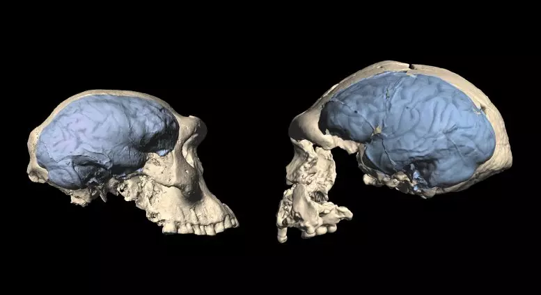 Porównanie wczesnych czaszek Homo