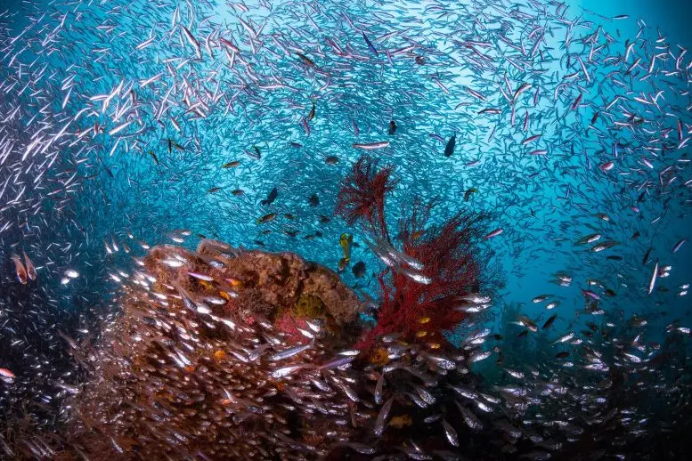 Coral Reef yn Kri, Raja Ampat