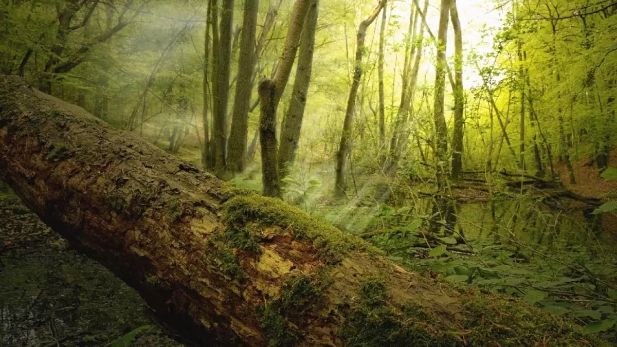 Totholz setzt jedes Jahr 10,9 Gigatonnen Kohlenstoff frei – mehr als alle Emissionen fossiler Brennstoffe zusammen