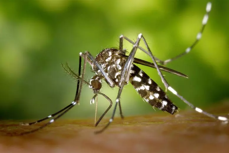 Aedes Albopictus אַסיאַן טיגער קאָמאַר