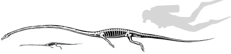 Tanystropheus skeletu izmēru salīdzinājums