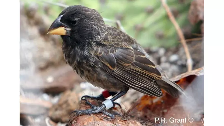 Studimi i Princeton tregon se specie të reja mund të zhvillohen në vetëm 2 breza