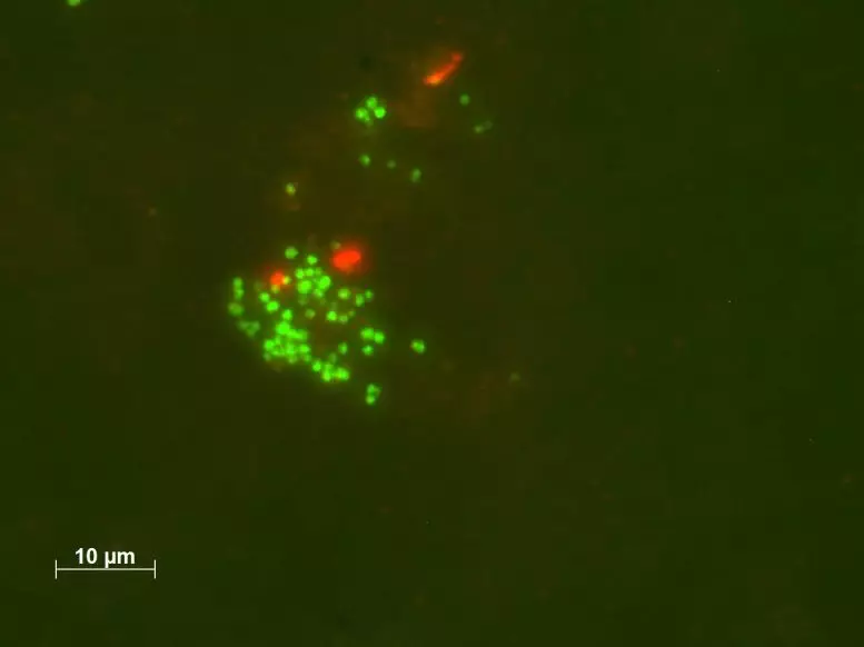 Methanoliparia celler