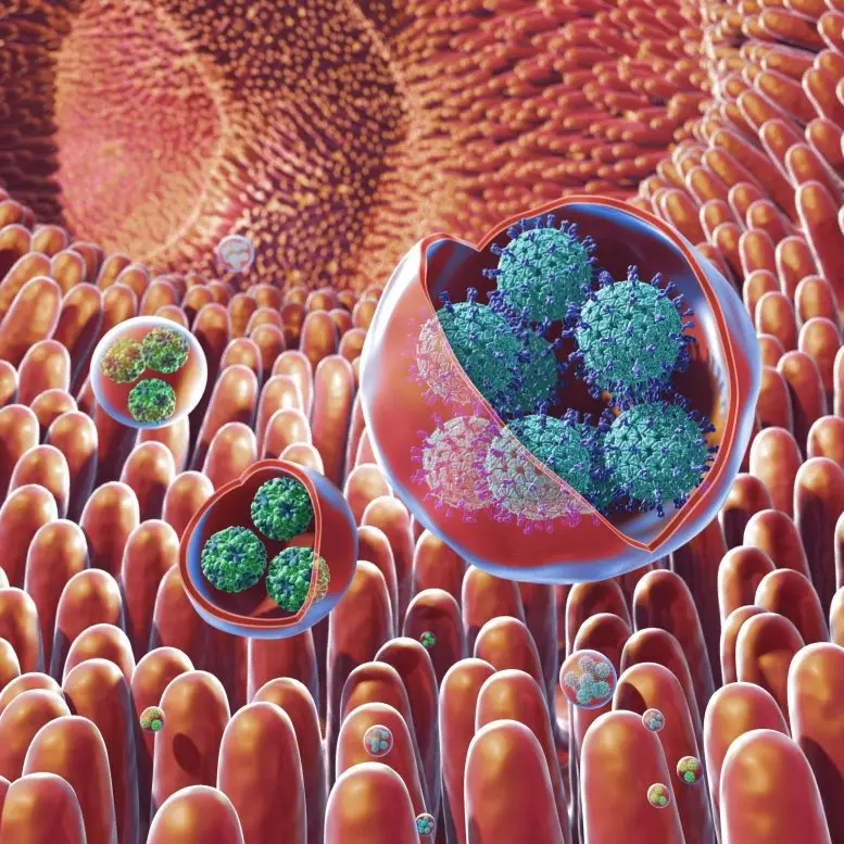 Vesicles Norovirus