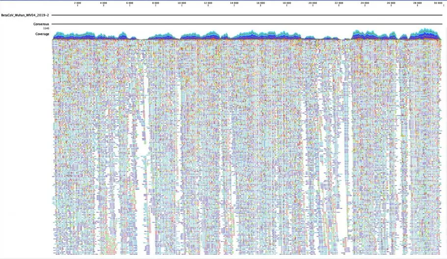 2019 nCoV 코로나바이러스 전체 게놈 서열