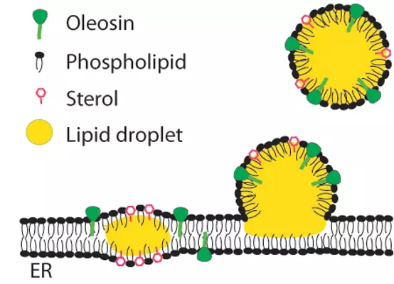 Lipid Droplet Formaasje op endoplasmic reticulum