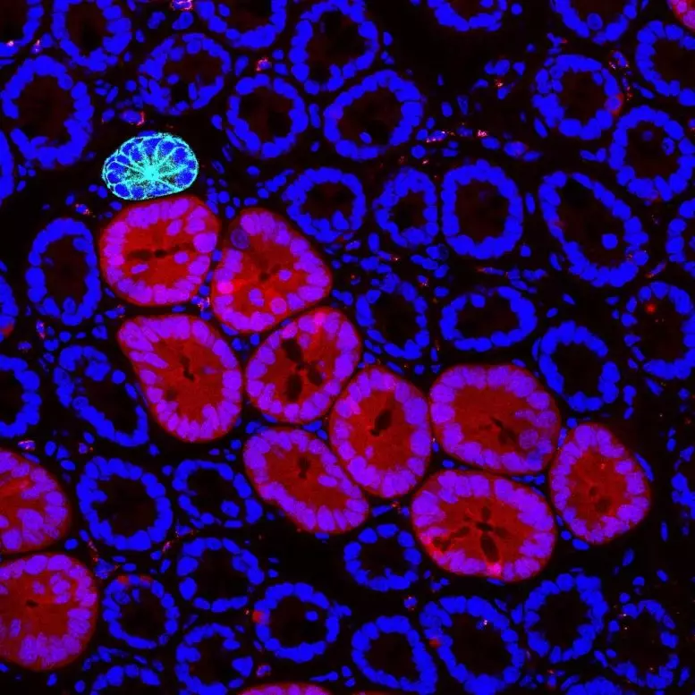 Red2Onco Конфокальна мікрофотографія кишечника миші