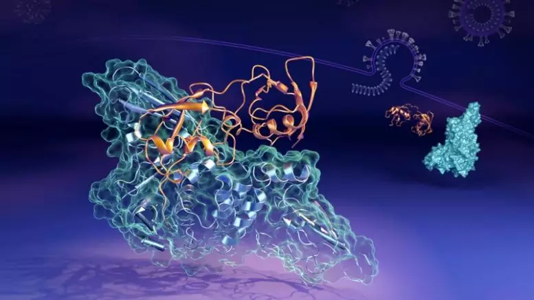 Protează asemănătoare papainei cu coronavirus