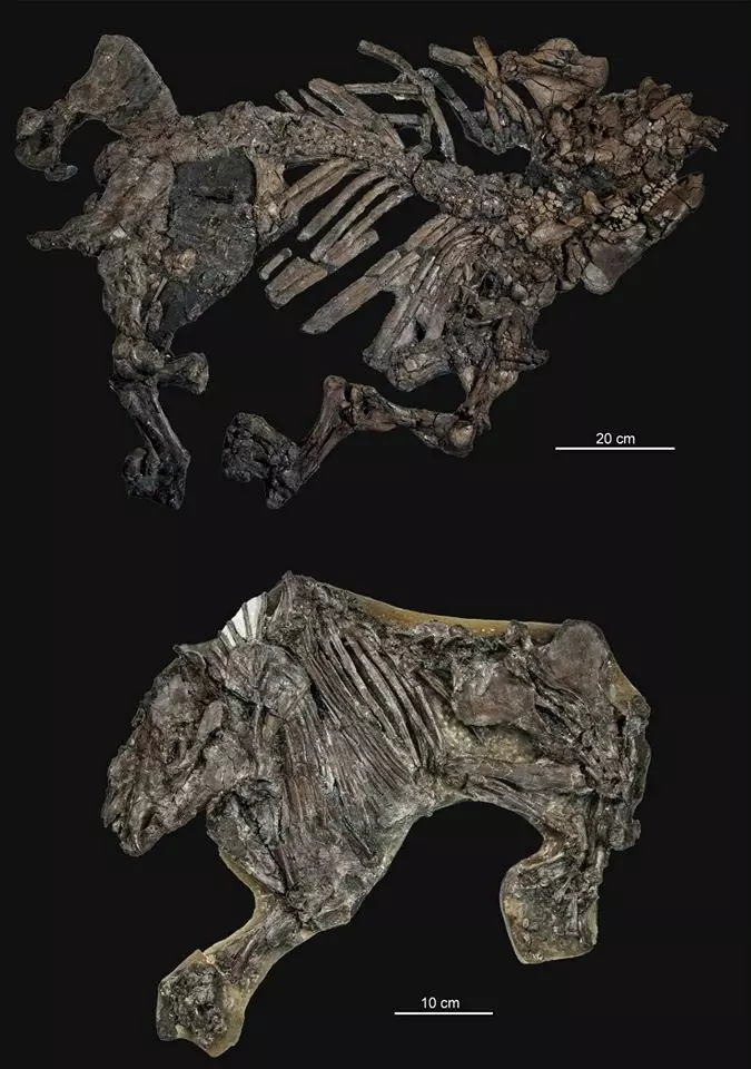 ຟອດຊິວເສິກ Skeletons Tapir Horse