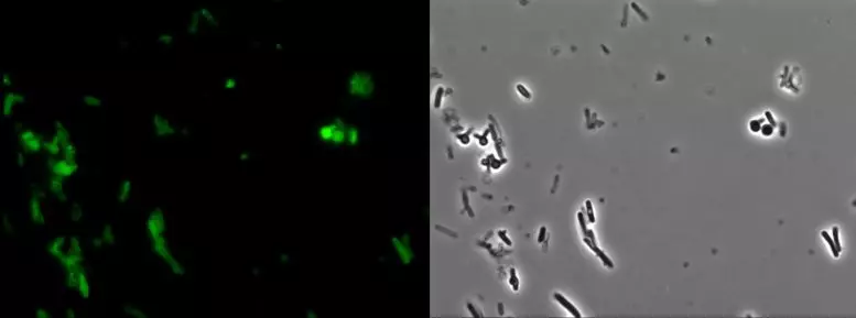 E. coli Sgl-Mediated Cell Lysis