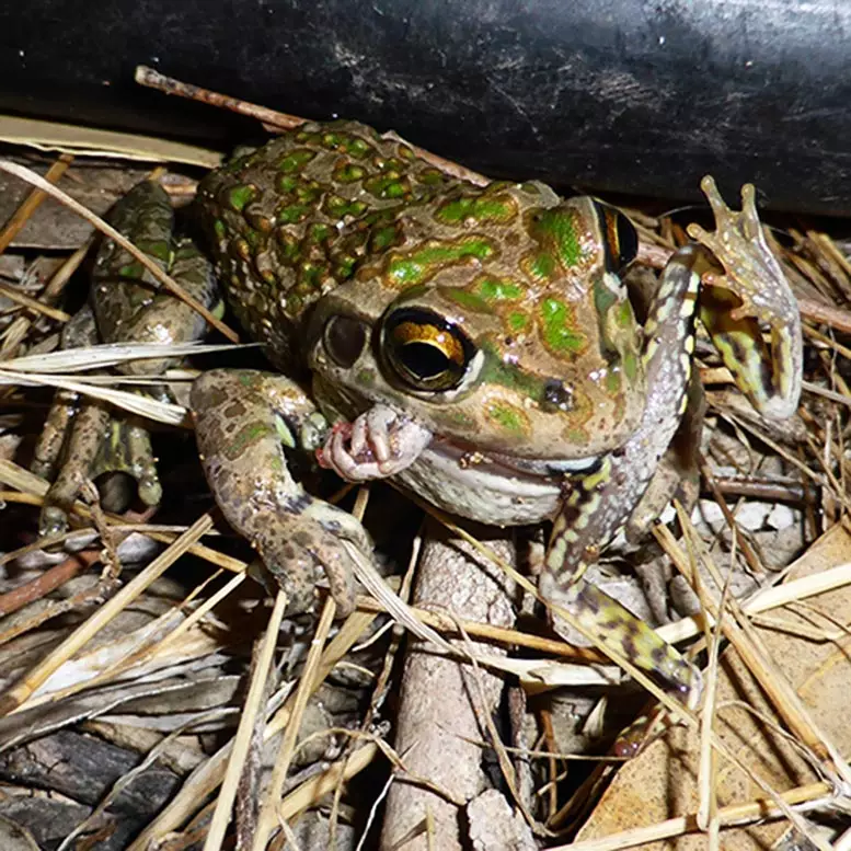 Mwakpo Frog Alien Carnivorous na-emebi ebe obibi eke