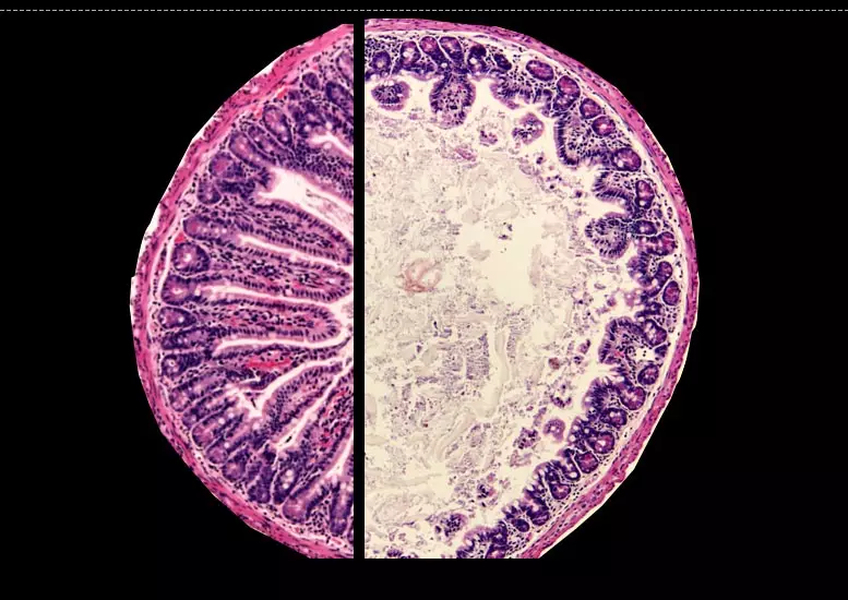 Intestino de camundongo saudável vs disfunção entérica ambiental