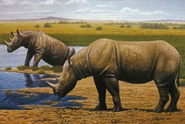 Stefanorhinus Rhino