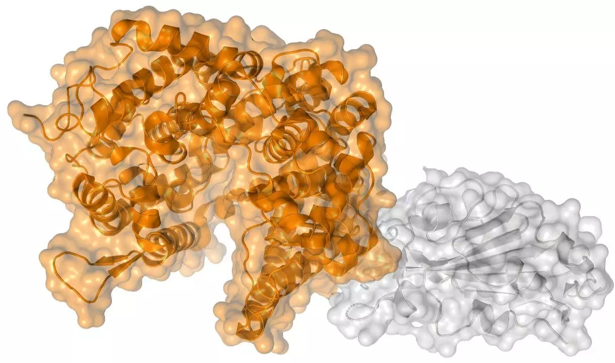 Tre mutazioni lavorano insieme per stimolare nuove varianti SARS-CoV-2