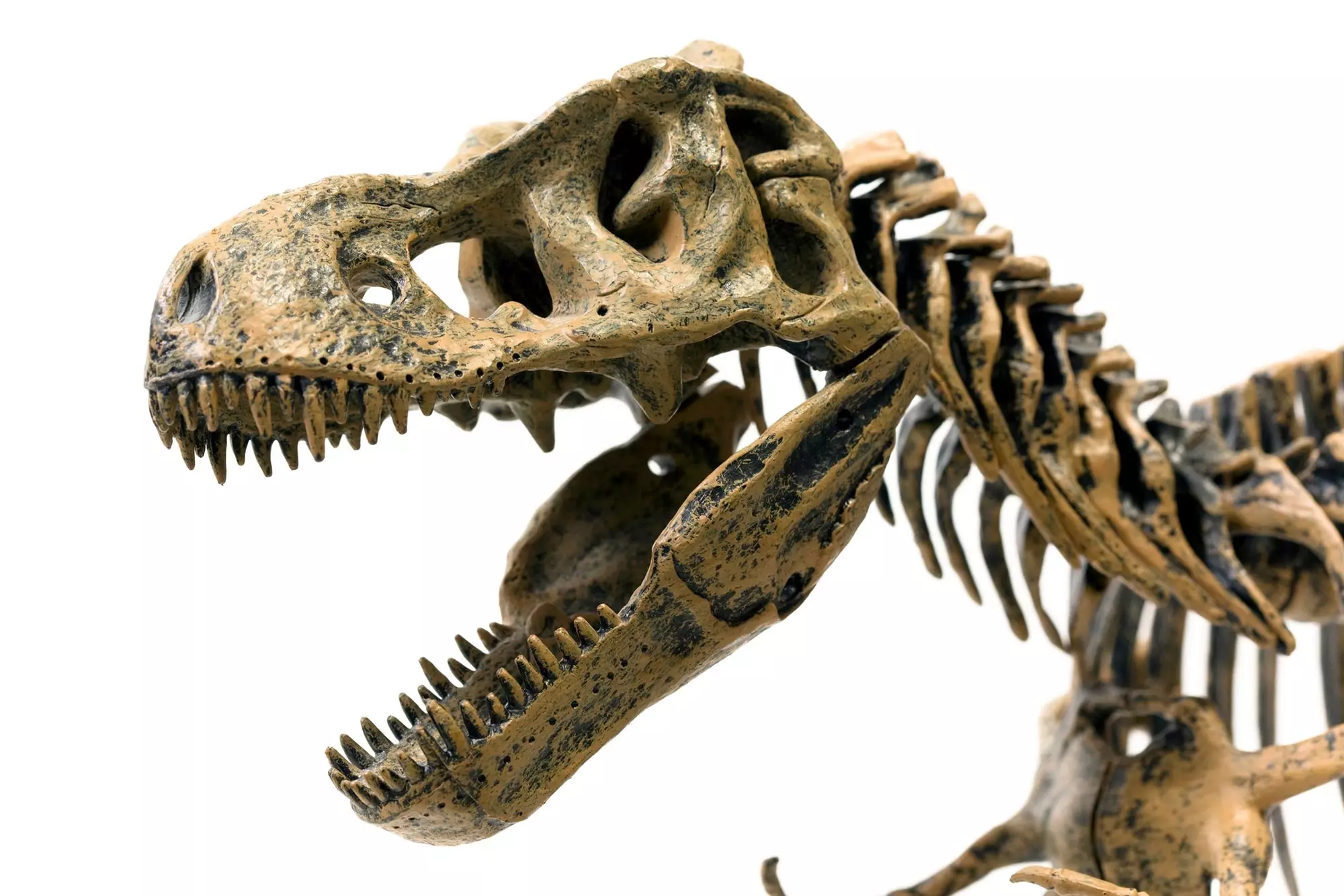 Il tirannosauro Rex più giovane non era in grado di fornire i morsi feroci da scricchiolare le ossa degli adulti