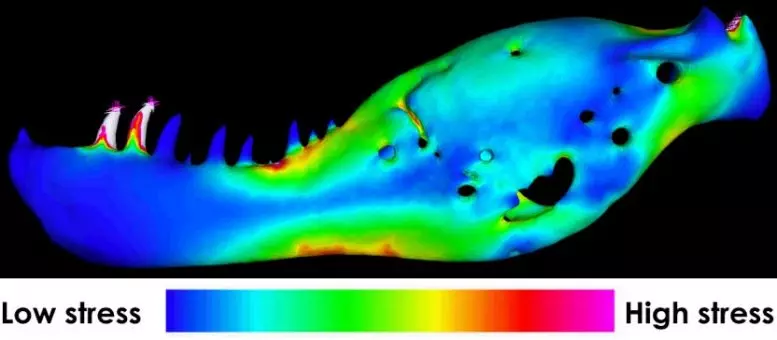 Analisi agli elementi finiti del tirannosauro rex adulto