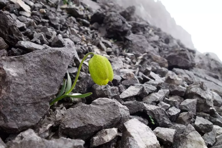 Fritillaria delavayi nrụgide owuwe ihe ubi dị ala