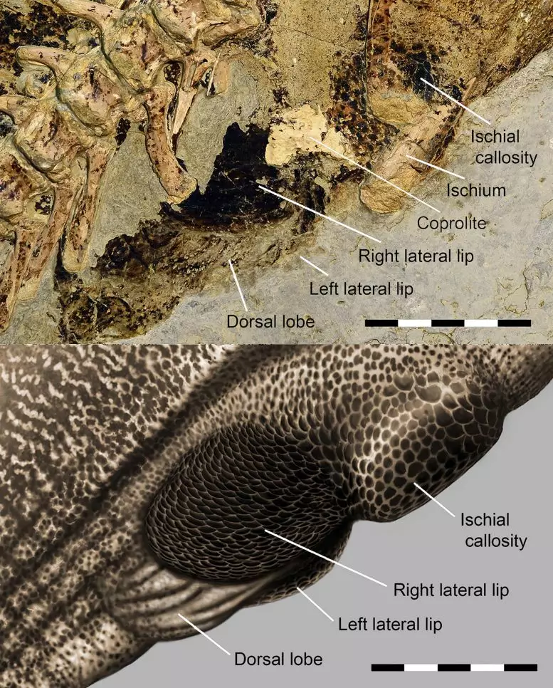 Реконструкция на Psittacosaurus Cloacal Vent