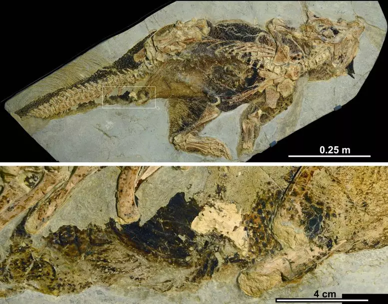 Екземпляр от Psittacosaurus