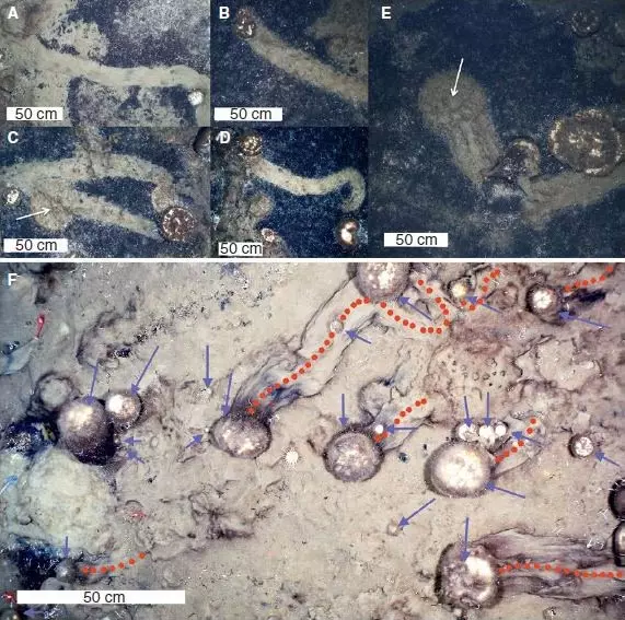 Typické Sponge Spicule Trails