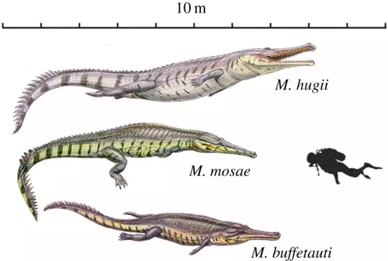 Gigantaj Antikvaj Crocs