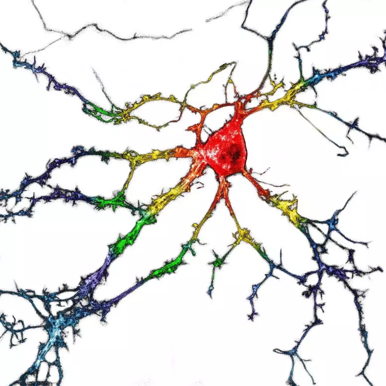 Нейроны гиппокампа, экспрессирующие psychLight