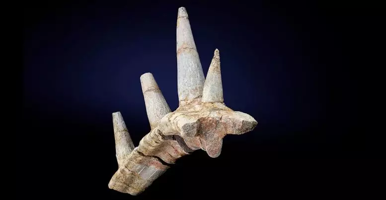 Ngokungaqhelekanga Ankylosaur Rib Bone