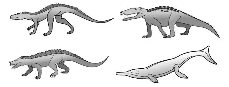 Evoluția crocodilului