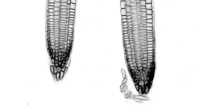 Crescimento da ponta da raiz de Arabidopsis