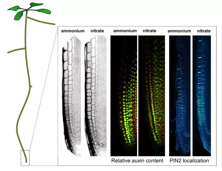 Arabidopsis sakņu galu salīdzinājums