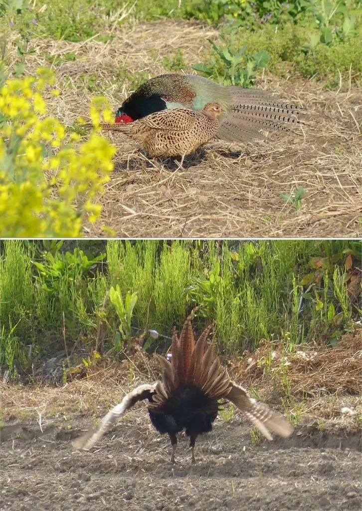 Bentuk Ekor Pheasant