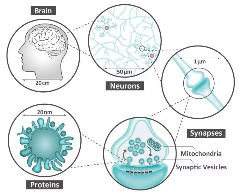 Neurons, synapses na protein